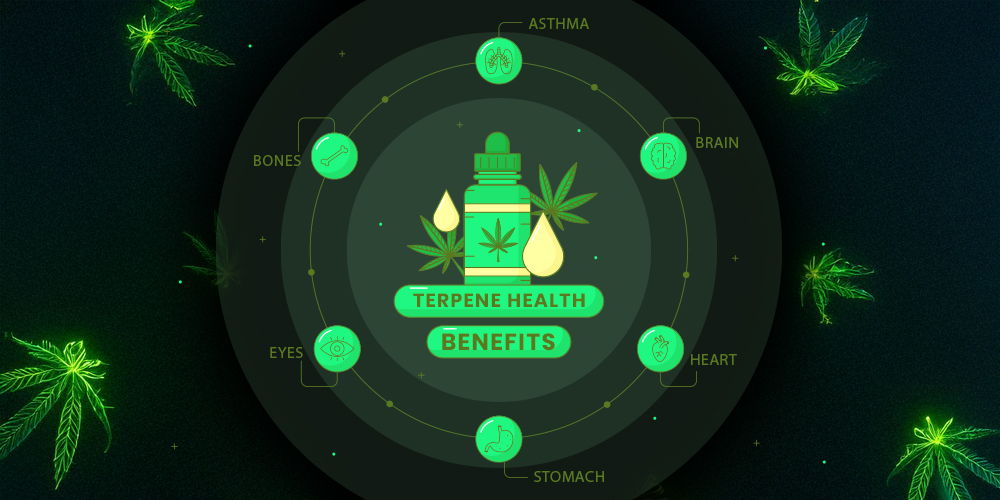 Unlocking the Secrets of Terpenes: Nature's Chemical Architects - MUZA BLENDS
